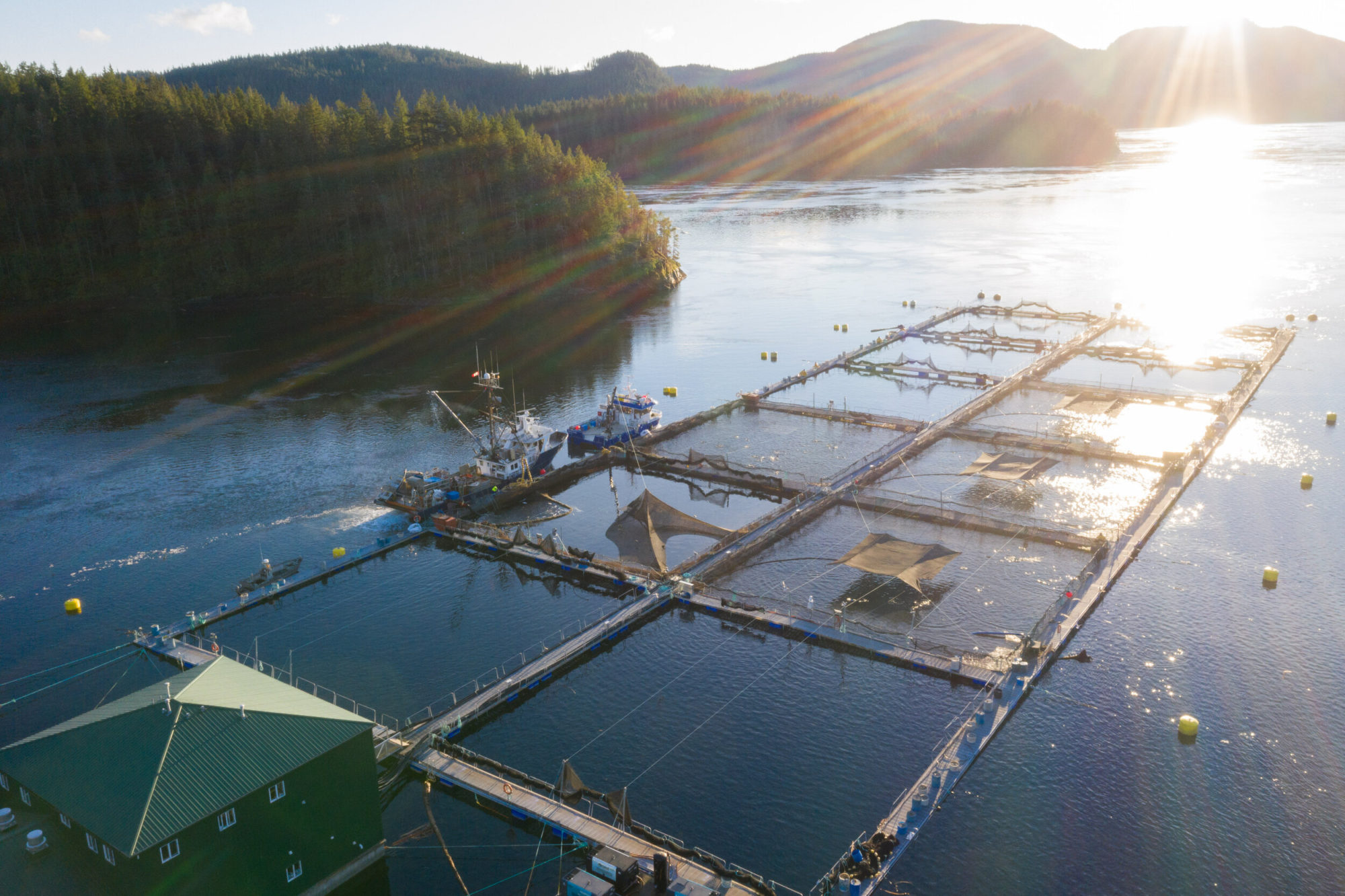 Open net pen salmon farms pose serious threats to the environment and ...