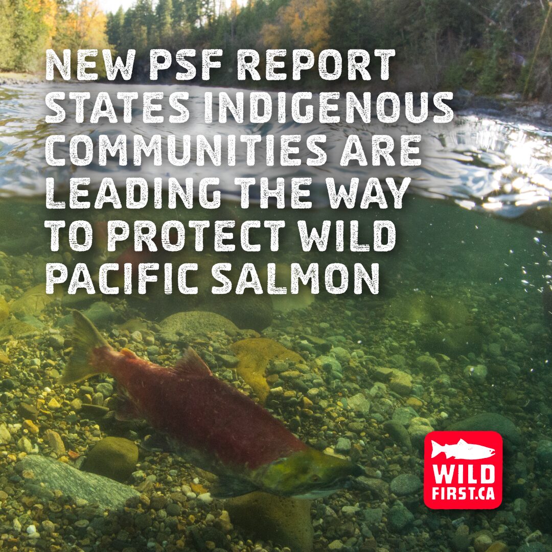 PSF reports First Nations are leading wild Pacific salmon protection ...