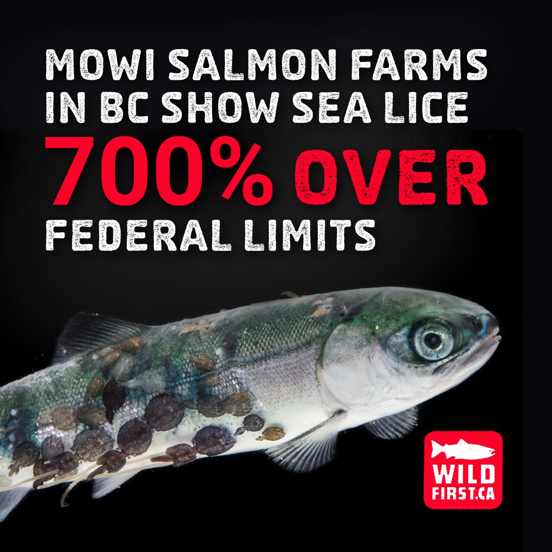 Mowi salmon farms in BC show high sea lice levels - Wild First